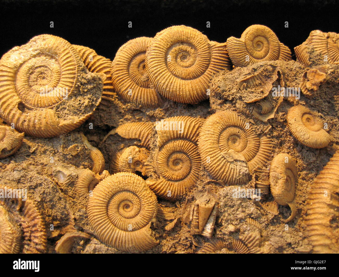 primitive times escargots fossilization Stock Photo - Alamy