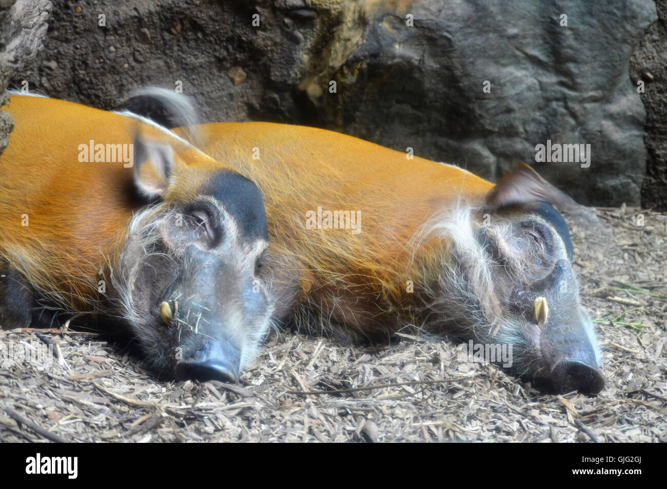 Red river hog face hi-res stock photography and images - Alamy