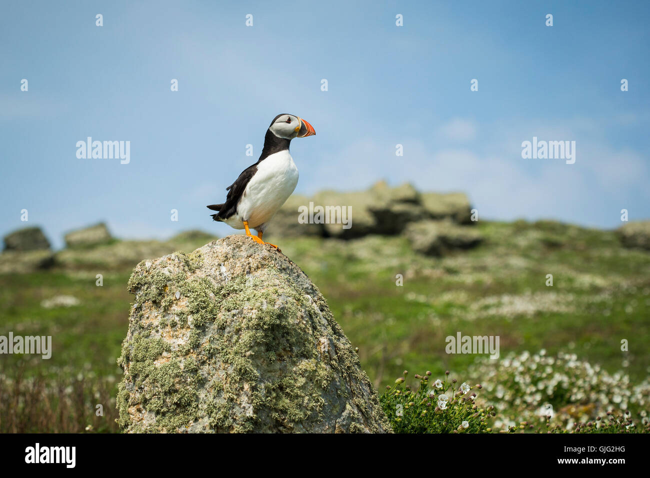 Puffin on rock, Skomer Island Stock Photo - Alamy