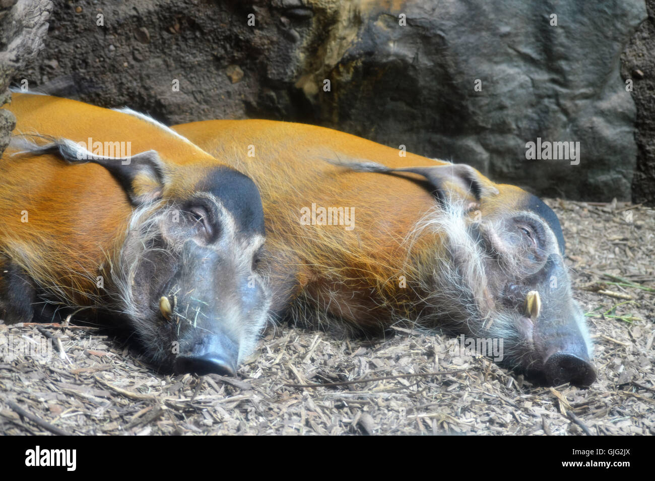 Red River Hog Stock Photo - Alamy