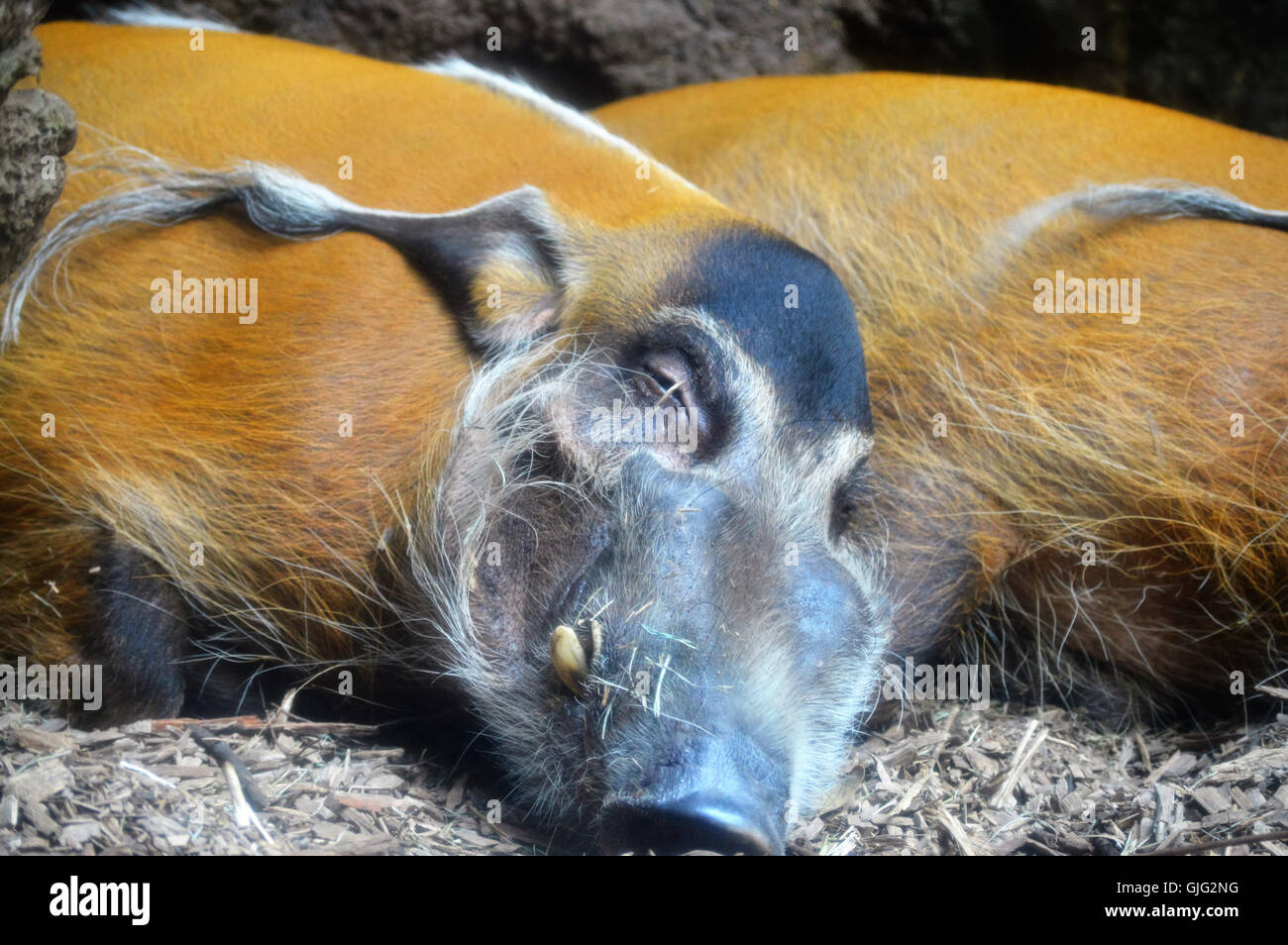 Face of hog hi-res stock photography and images - Alamy