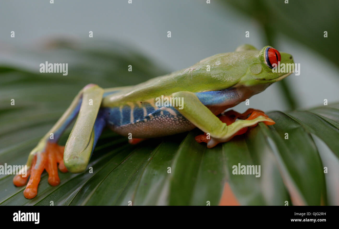 Greenback hi-res stock photography and images - Alamy