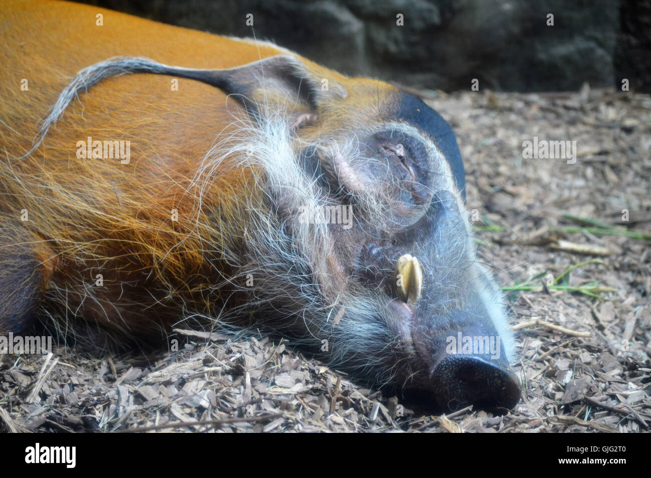 Red River Hog Stock Photo - Alamy