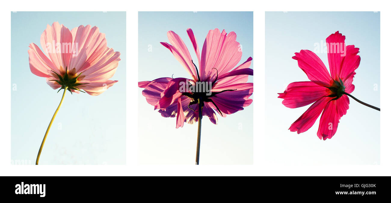 composition of 3 cosmeen Stock Photo - Alamy