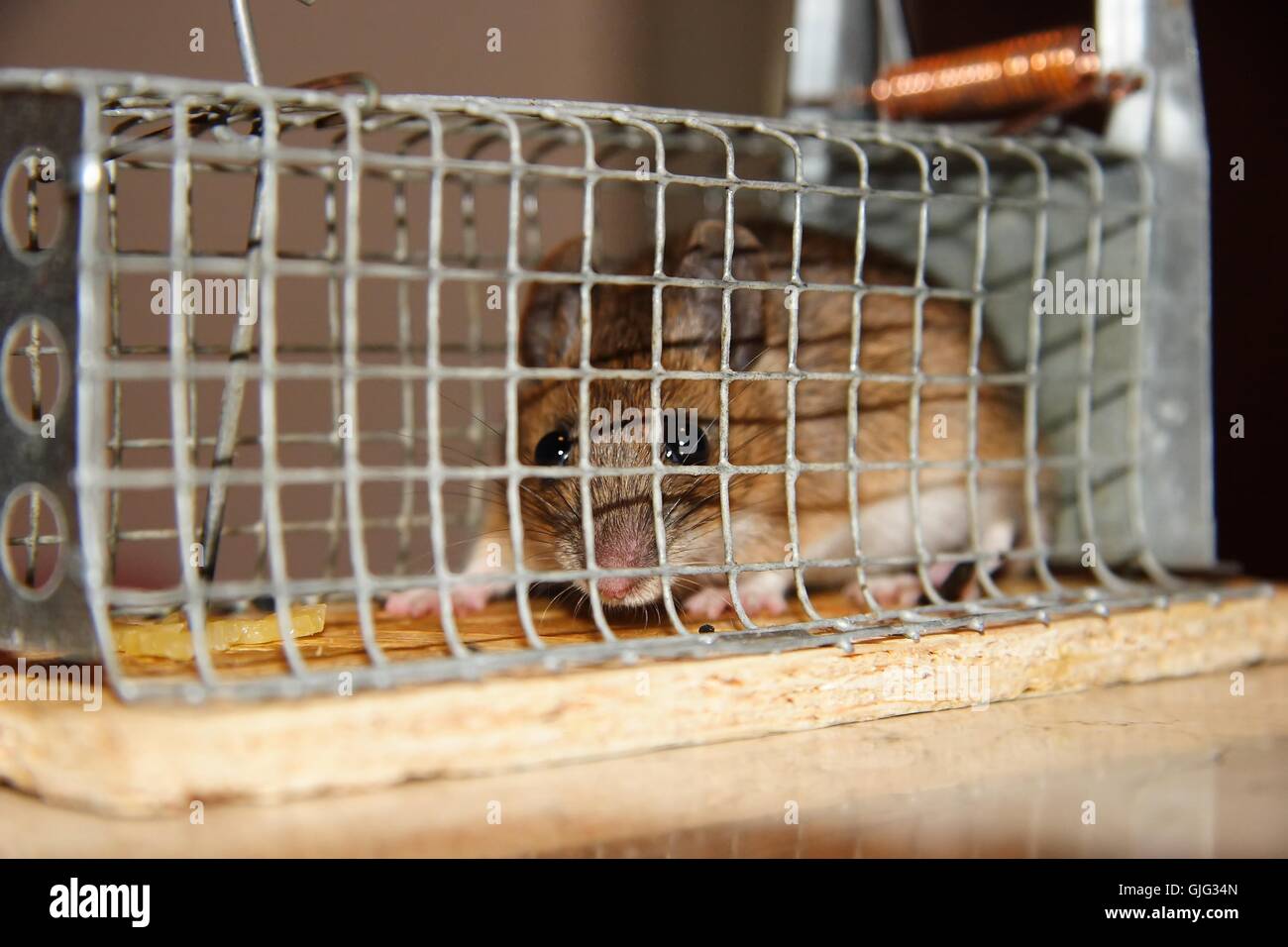 animal eyes rodent Stock Photo - Alamy