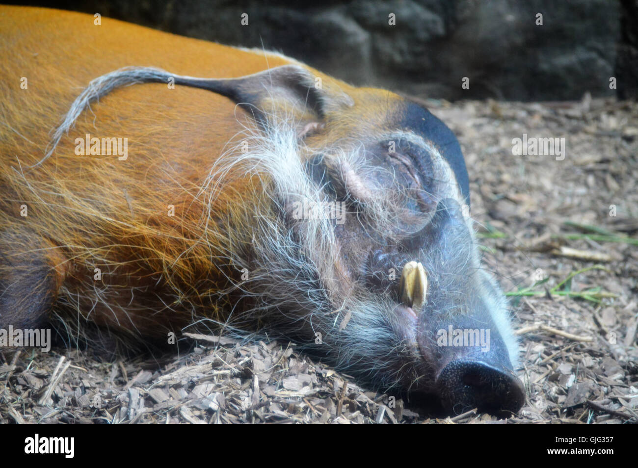 Red river hog sleeping hi-res stock photography and images - Alamy