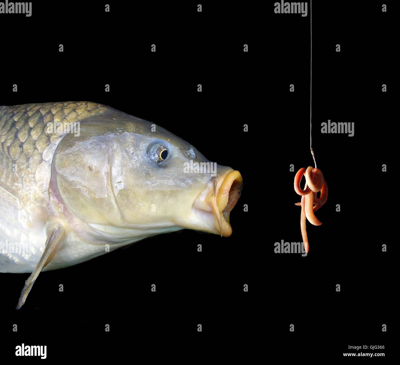 Baiting hook worm fishing hi-res stock photography and images - Alamy