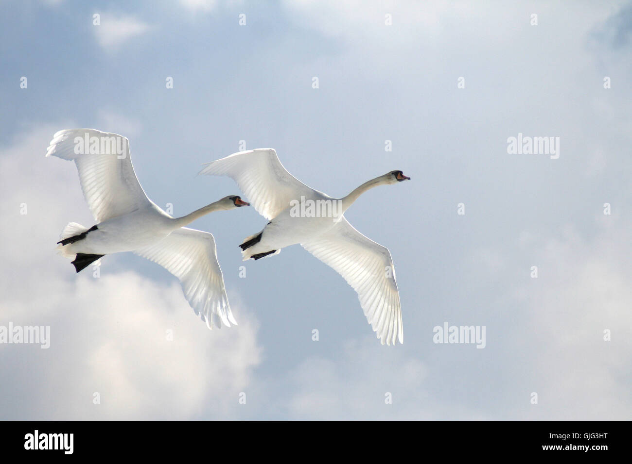 flight bird swans Stock Photo - Alamy