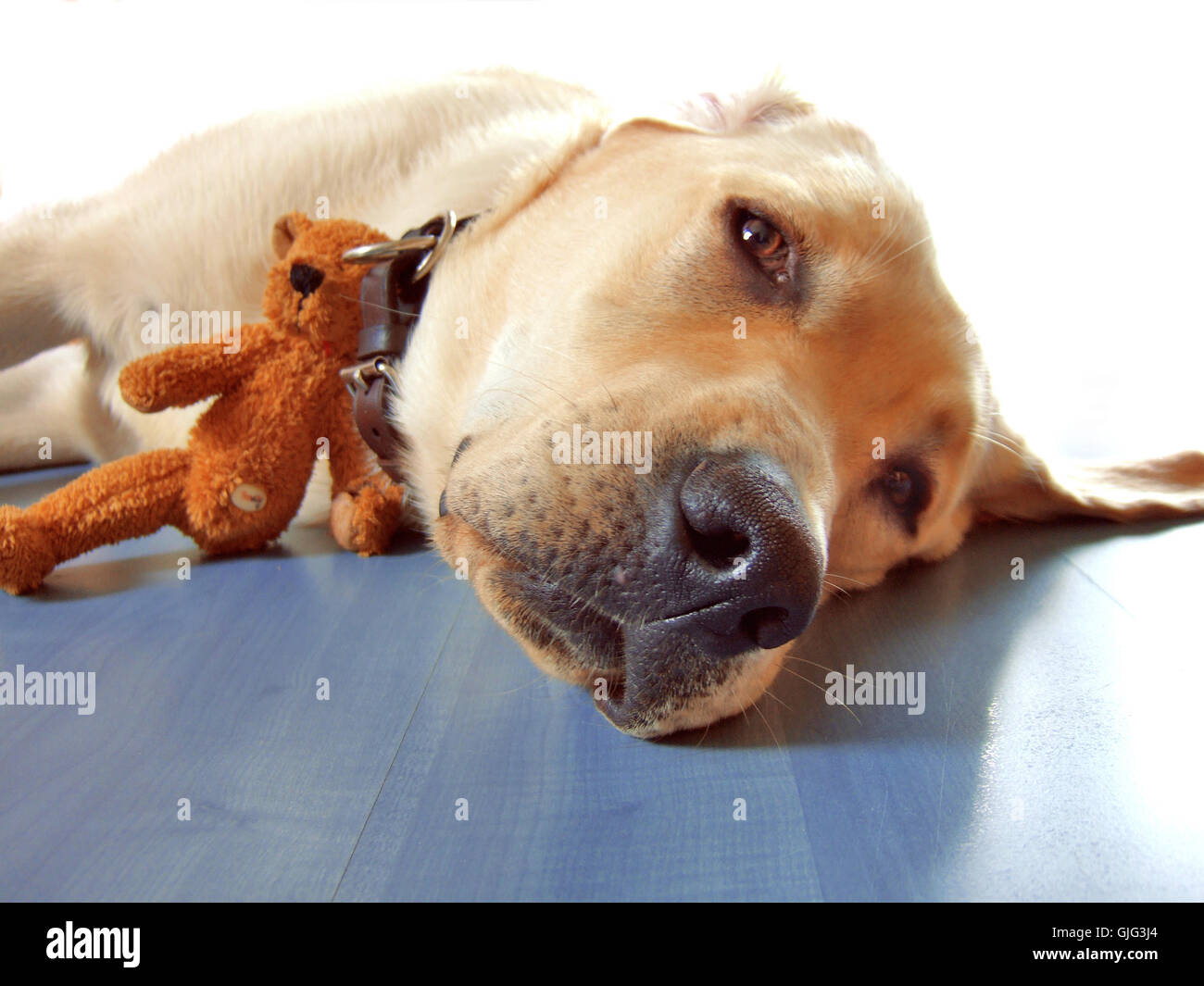Teddy Suss High Resolution Stock Photography and Images - Alamy