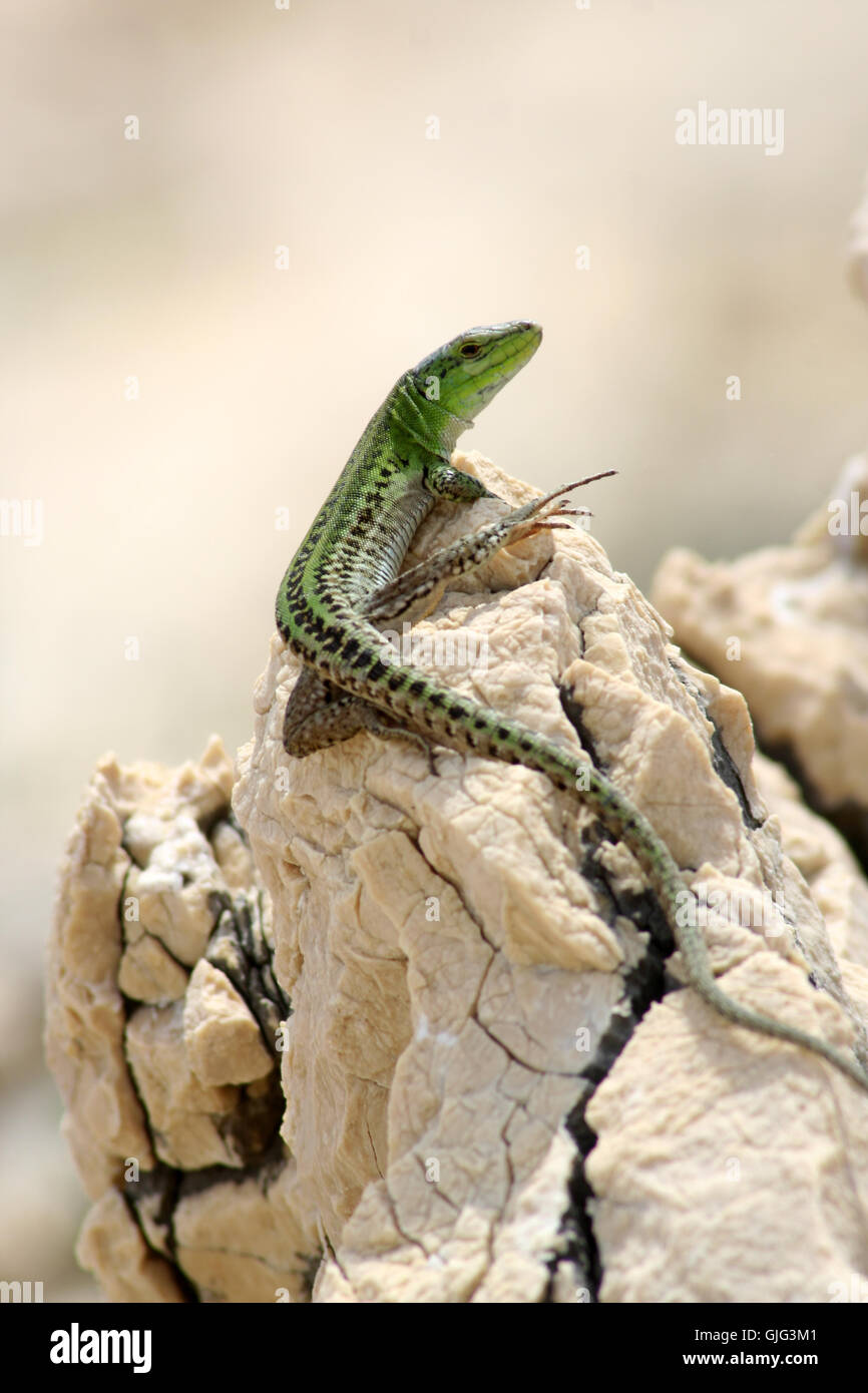 lizard animals saurian Stock Photo - Alamy