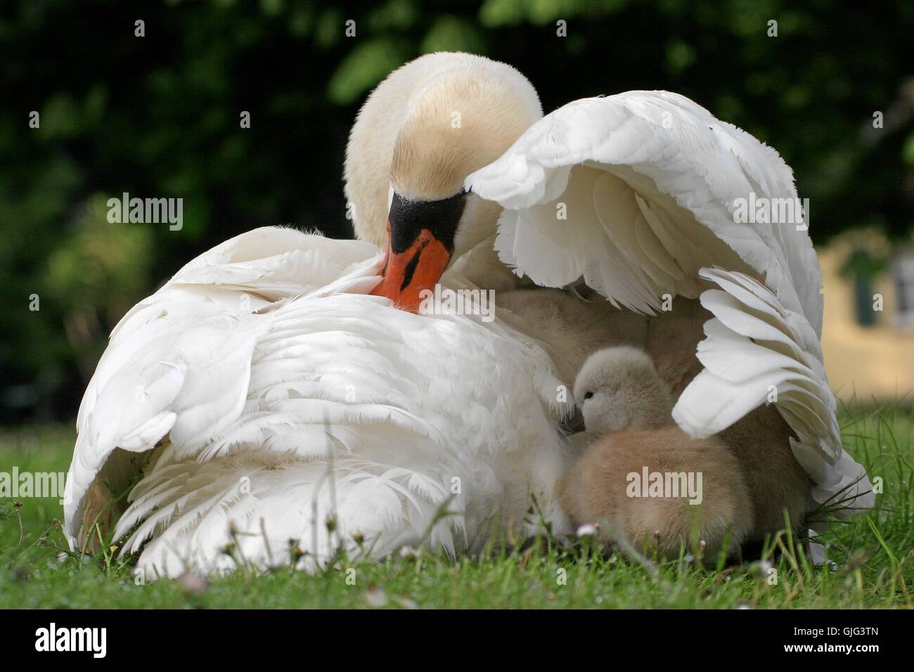 swans protect protection Stock Photo - Alamy