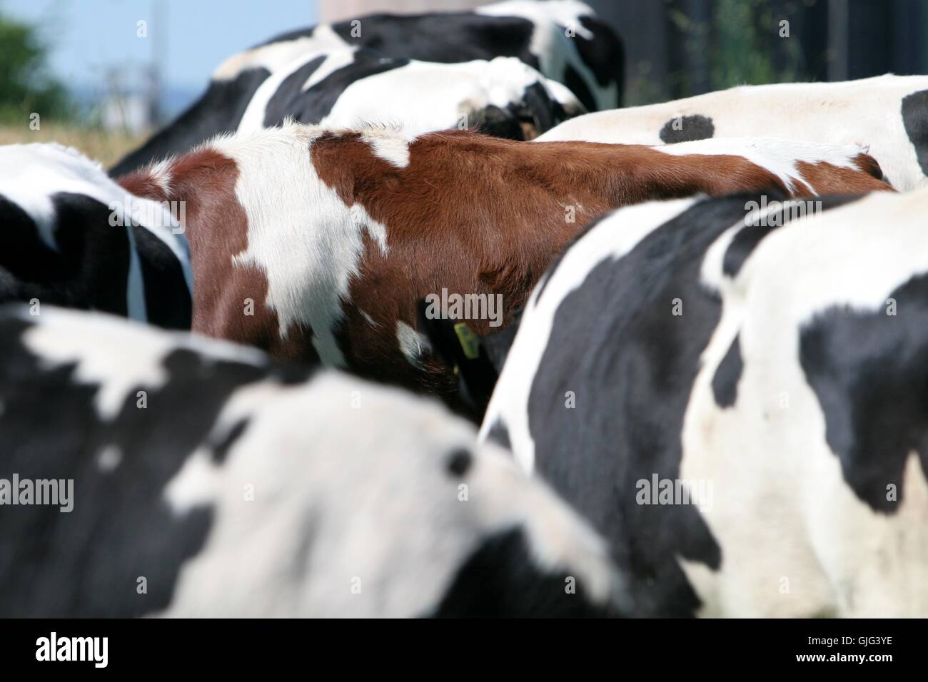 Deep blue stall hi-res stock photography and images - Alamy