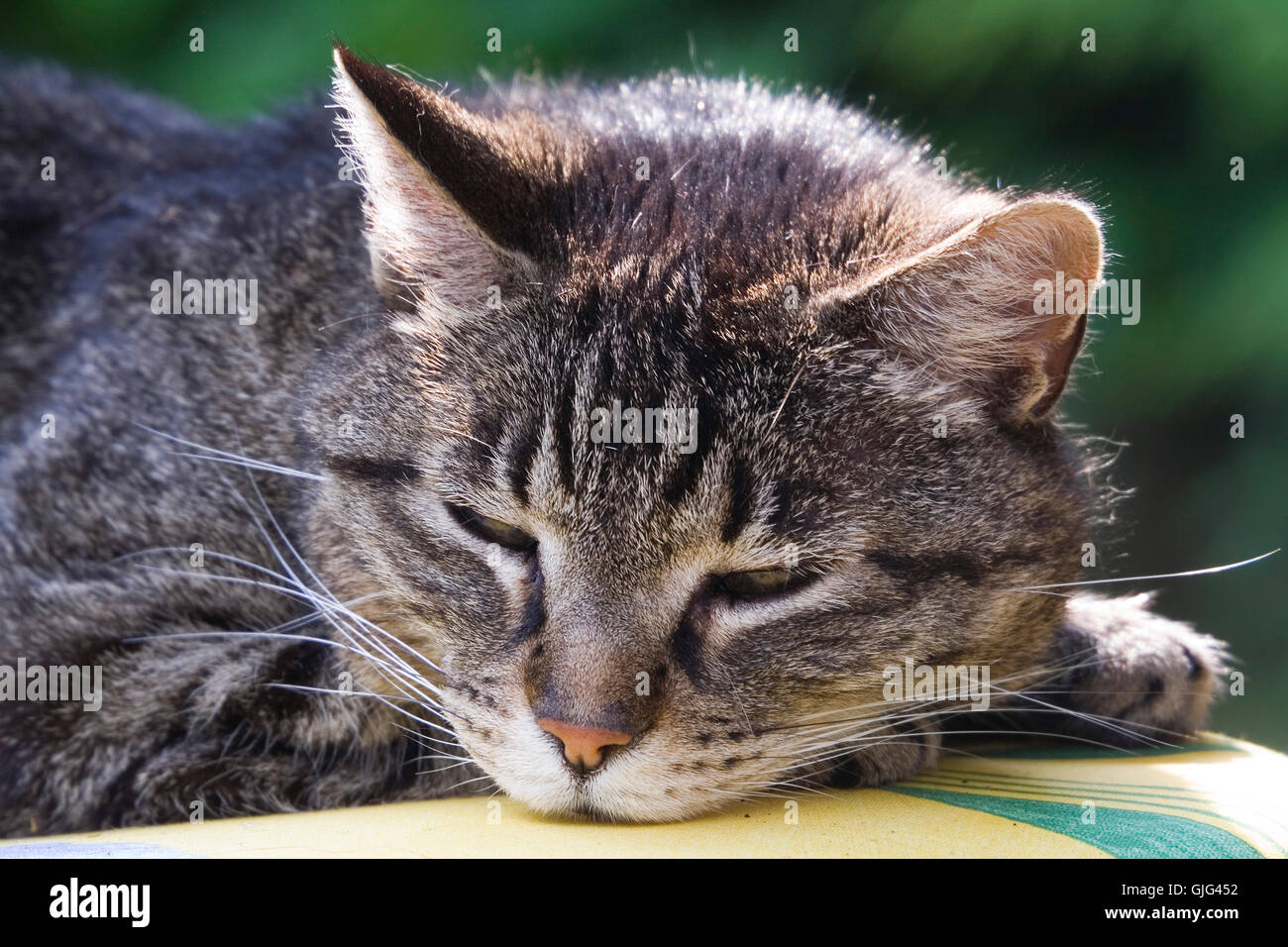 pet mammal sleep Stock Photo - Alamy