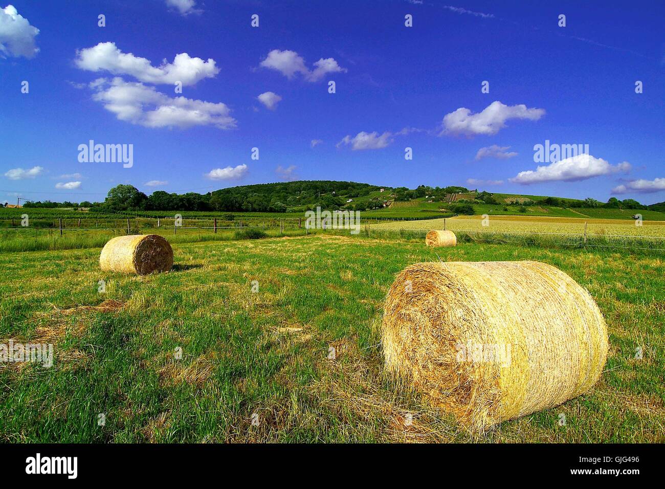 blue fodder agriculture Stock Photo - Alamy