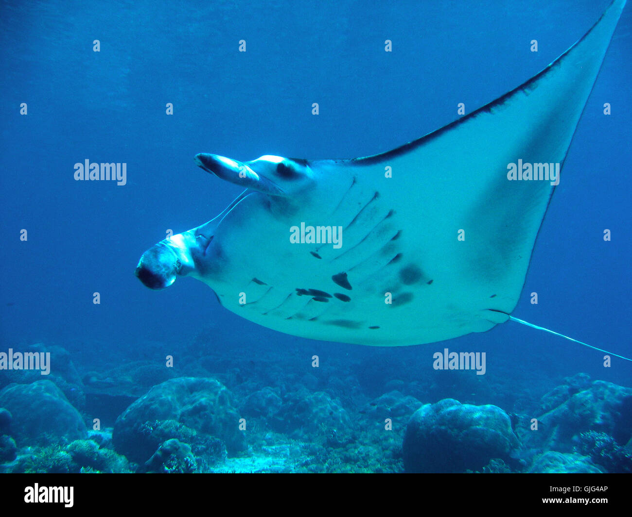 Manta manta manta hi-res stock photography and images - Alamy
