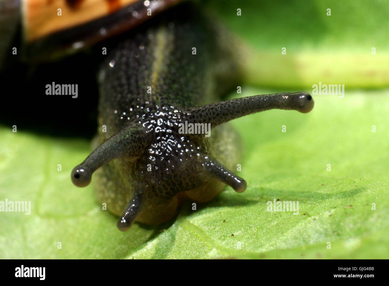 skin eyes snail Stock Photo - Alamy
