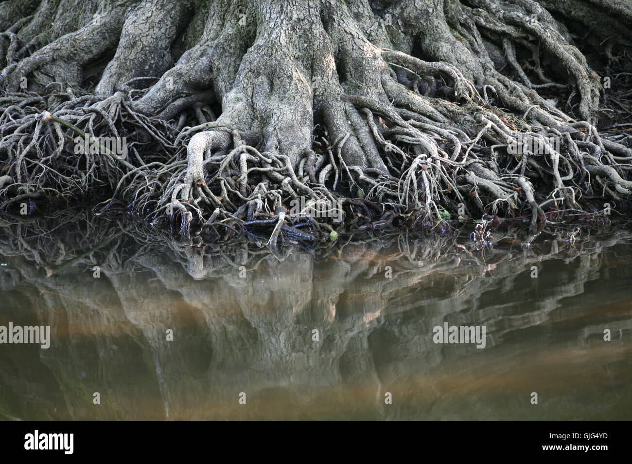 Rooted feet hi-res stock photography and images - Alamy