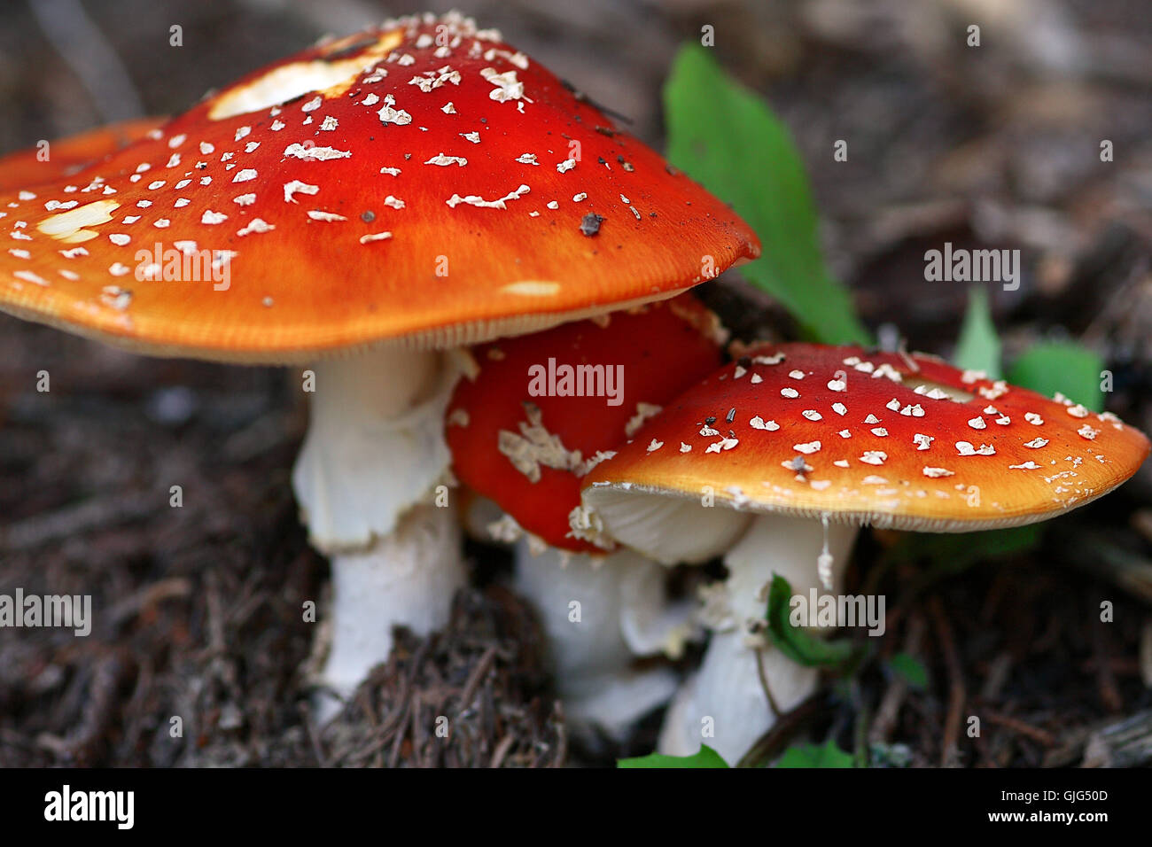 danger hat poison Stock Photo - Alamy