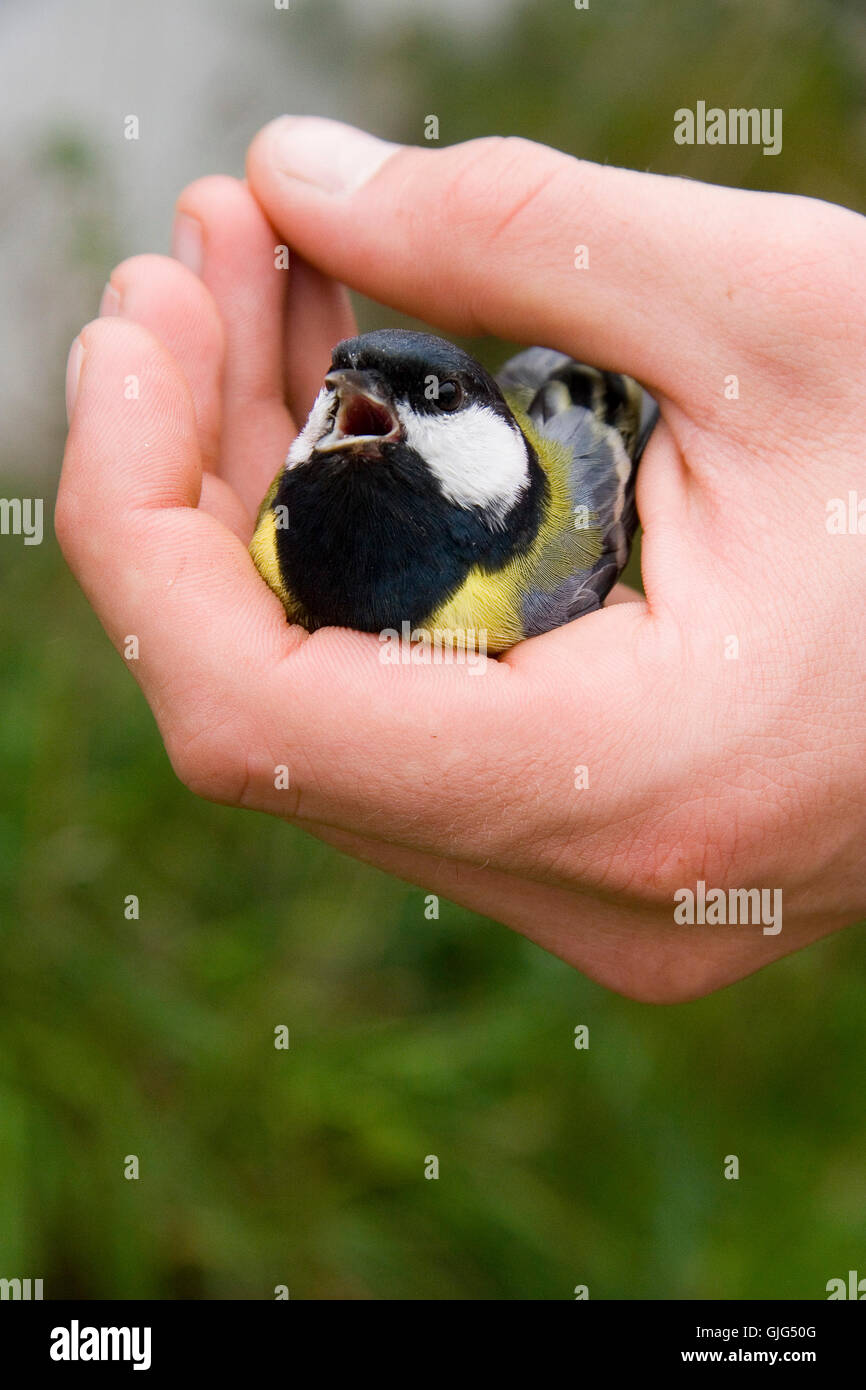 Human flight hi-res stock photography and images - Alamy