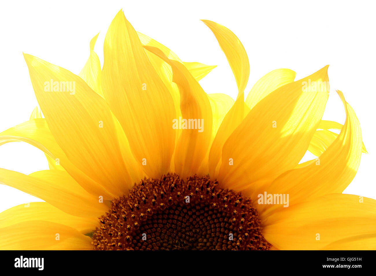 Sunflower half flower hi-res stock photography and images - Alamy