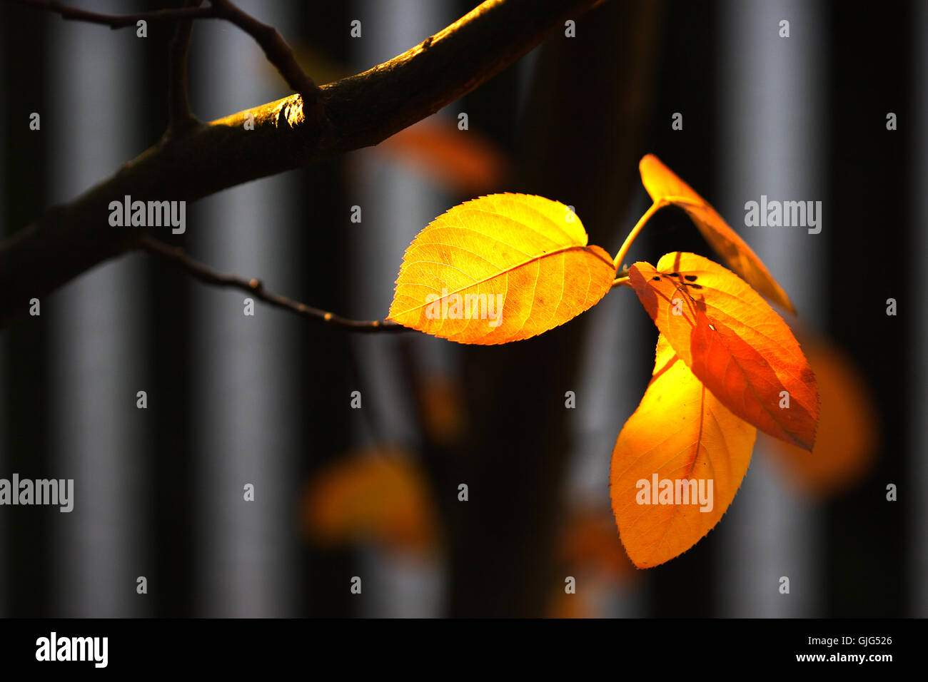 orange shine shines Stock Photo - Alamy