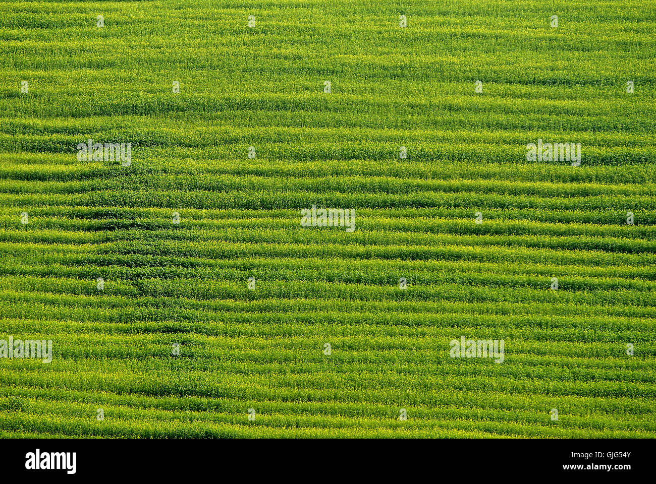 green agriculture farming Stock Photo - Alamy