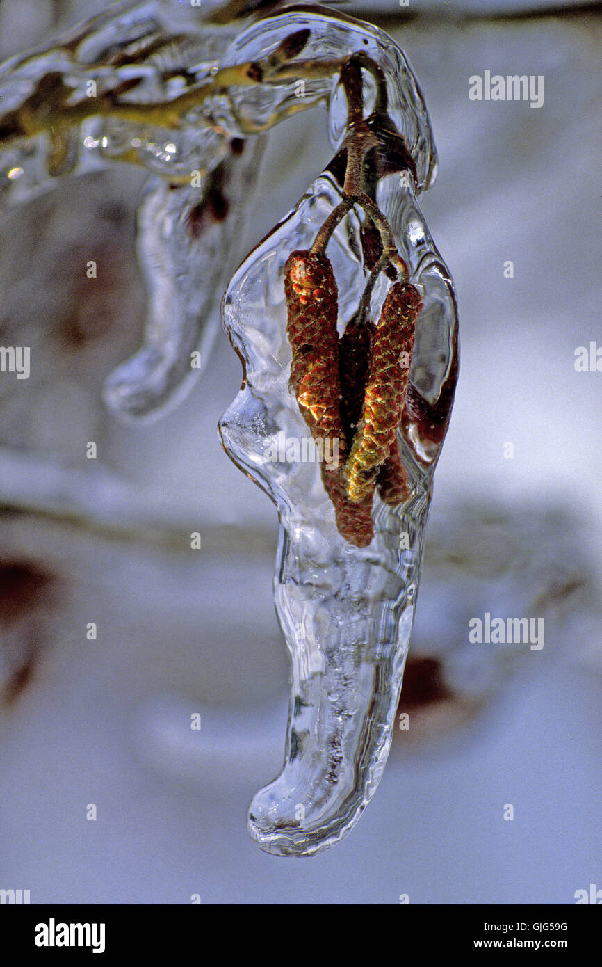 winter frozen coat of ice Stock Photo - Alamy