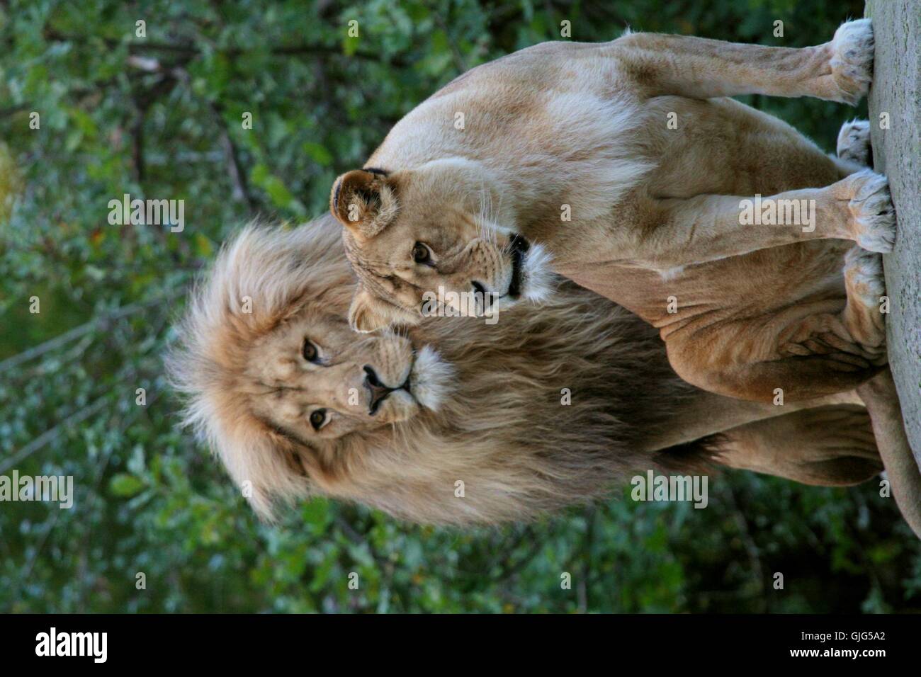 Animal animals hi-res stock photography and images - Alamy