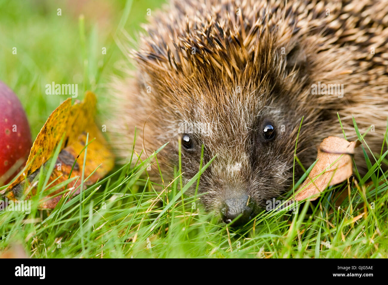 leaf fodder green Stock Photo - Alamy