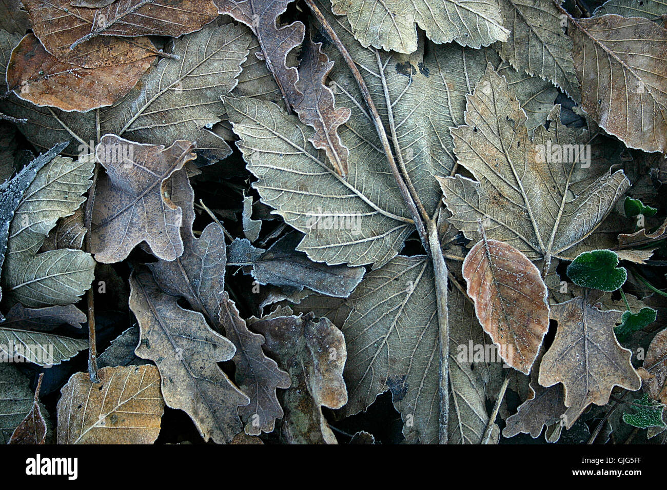 First frost hi-res stock photography and images - Alamy