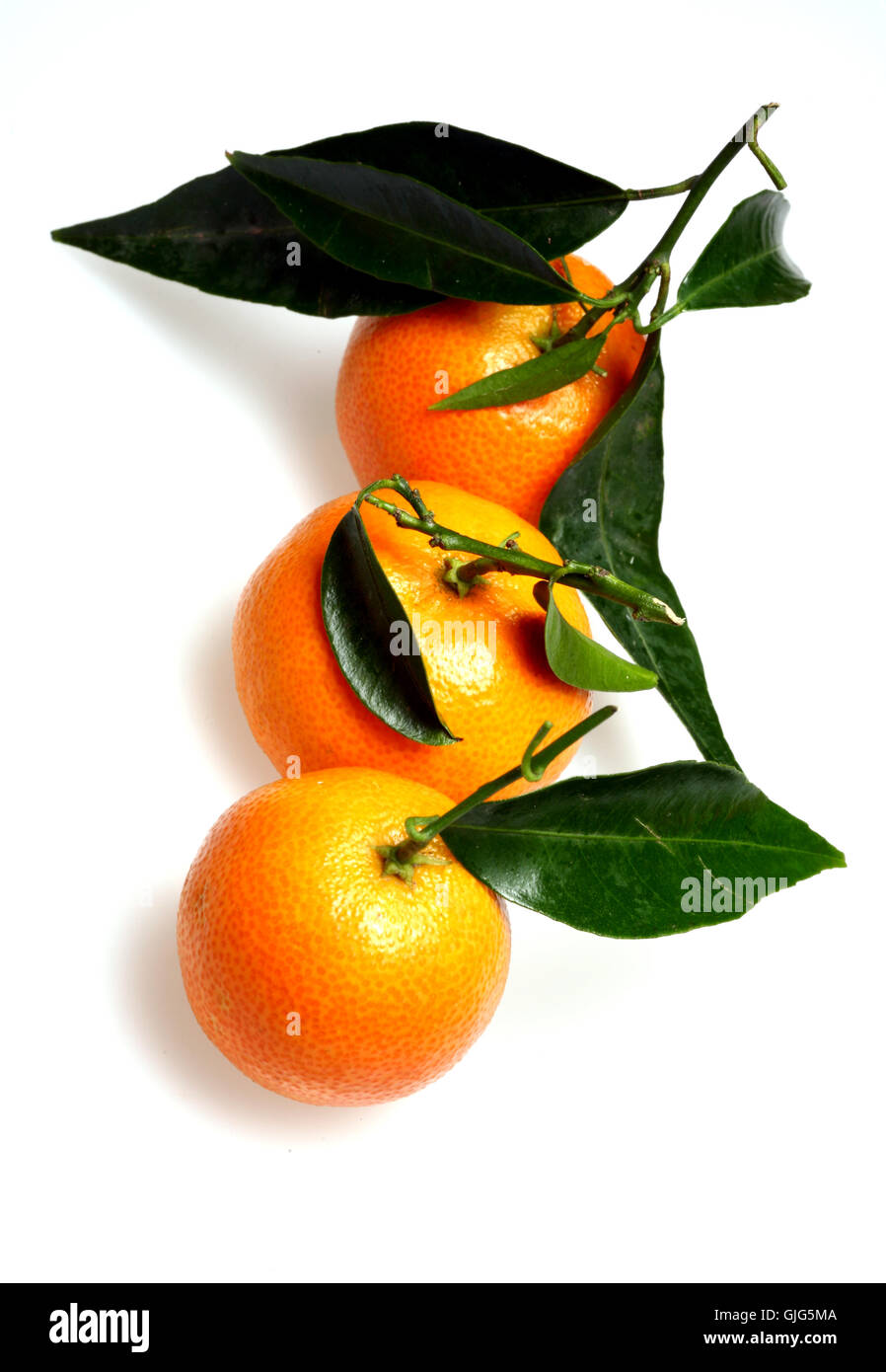 Two mandarins hi-res stock photography and images - Alamy