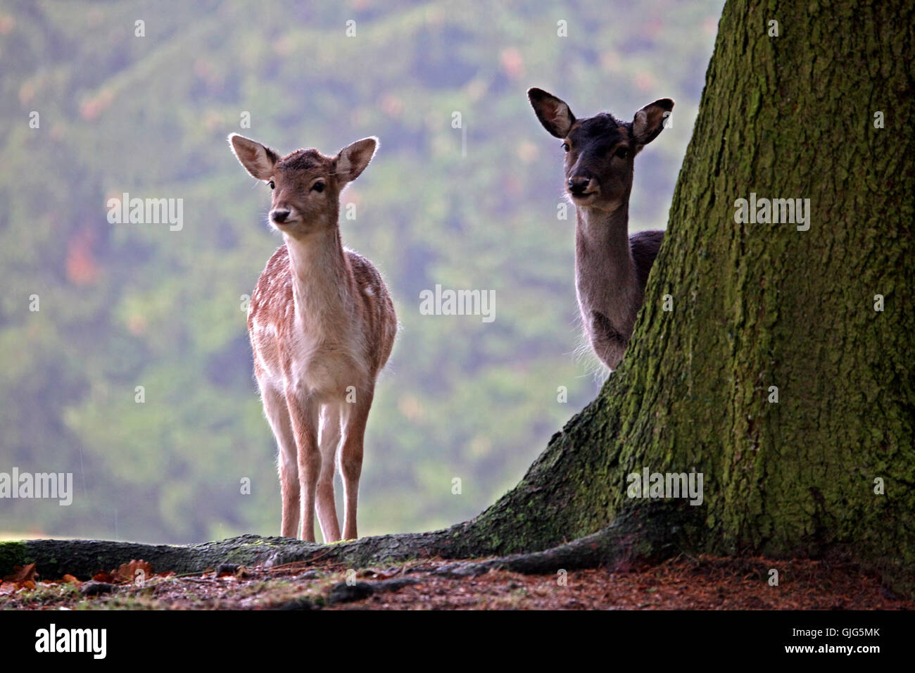 Tree animals hi-res stock photography and images - Alamy
