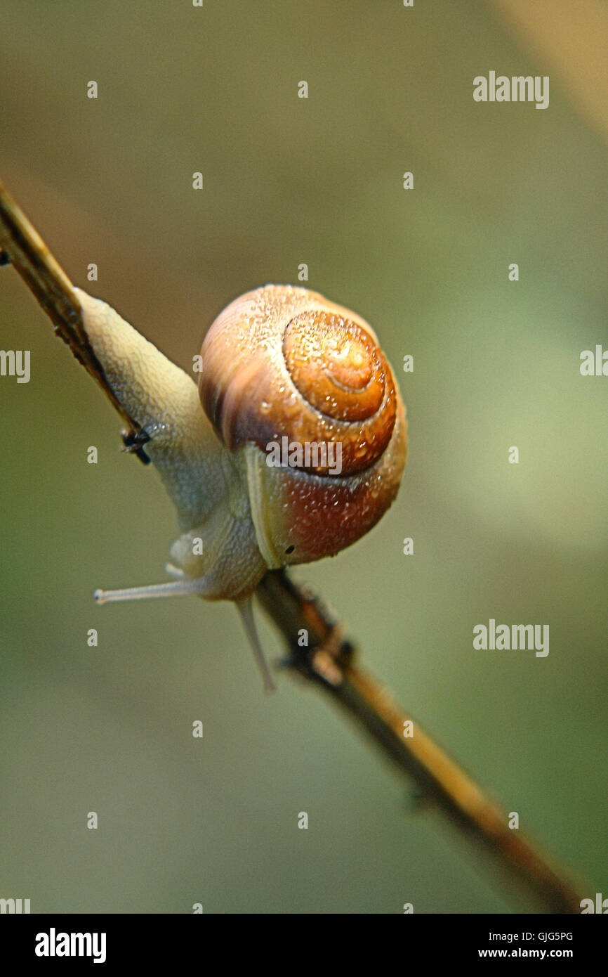 house building macro Stock Photo - Alamy