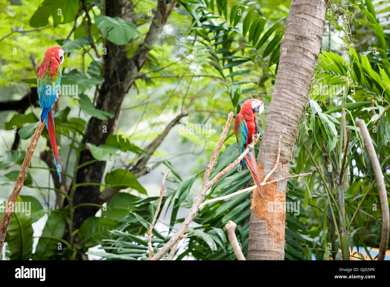 parrots in trees Stock Photo - Alamy
