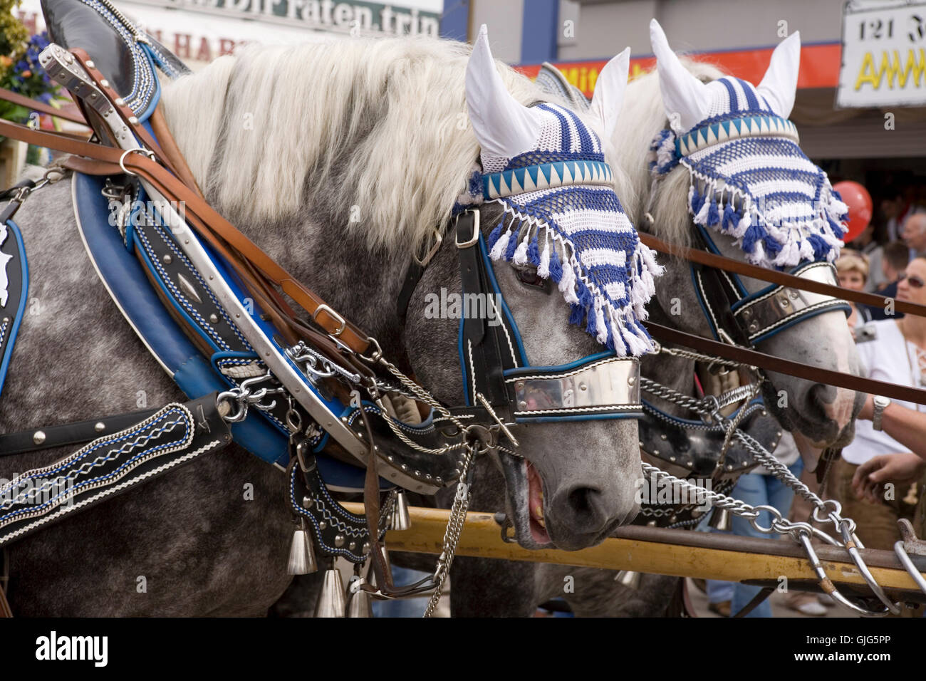 blue horse horses Stock Photo - Alamy