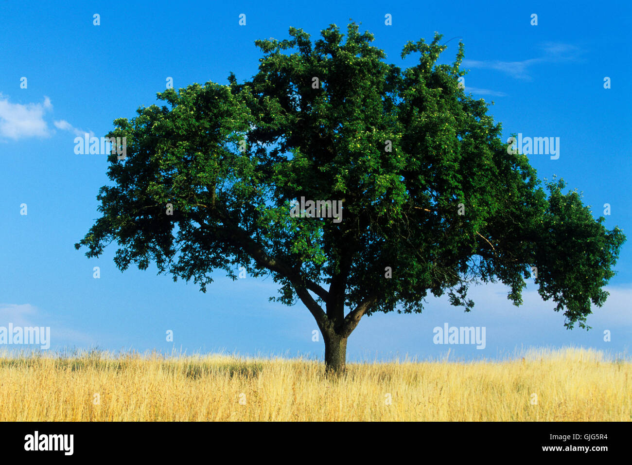 corridor tree trees Stock Photo - Alamy
