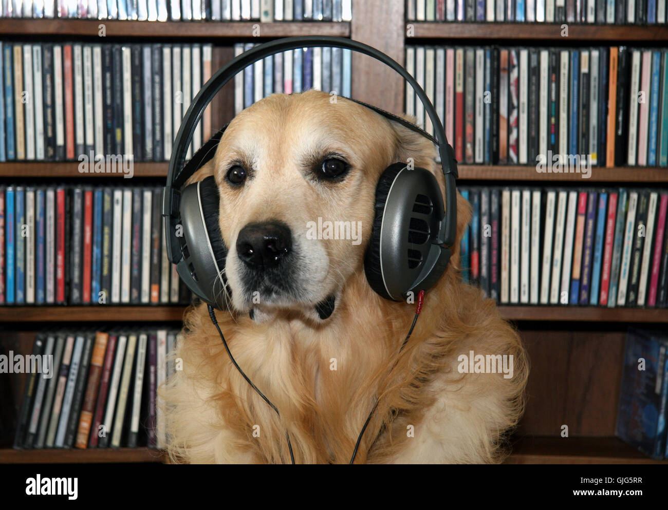 audio dog 2 Stock Photo - Alamy