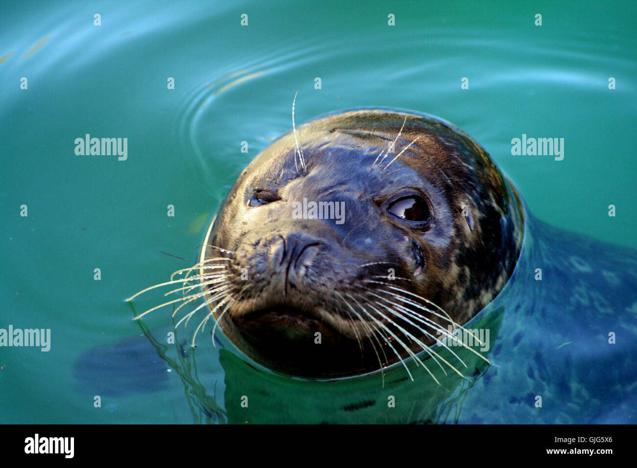 dive seal pisces Stock Photo - Alamy