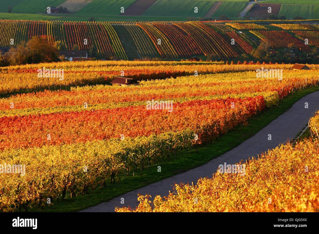 coloured colourful gorgeous Stock Photo - Alamy