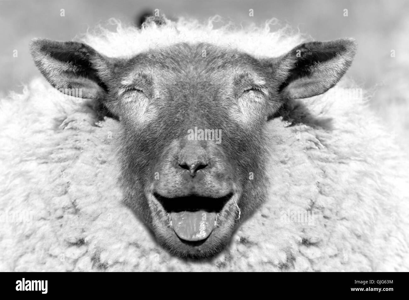 Sheep laughing hi-res stock photography and images - Alamy