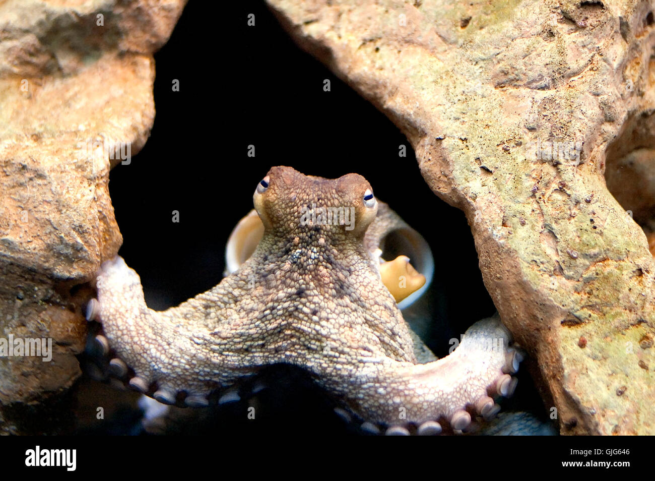 Octopus cave hi-res stock photography and images - Alamy