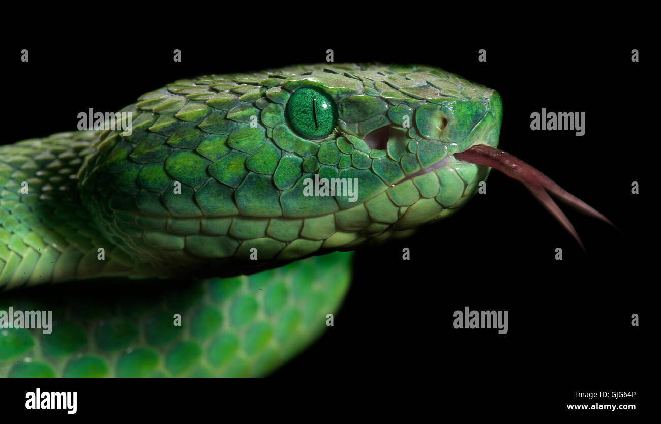 danger green teeth Stock Photo - Alamy