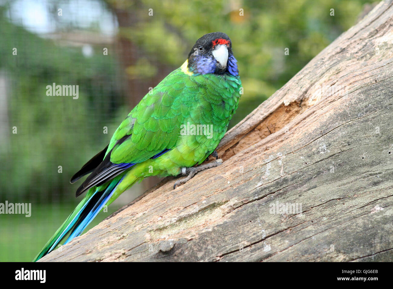 tree bird green Stock Photo - Alamy