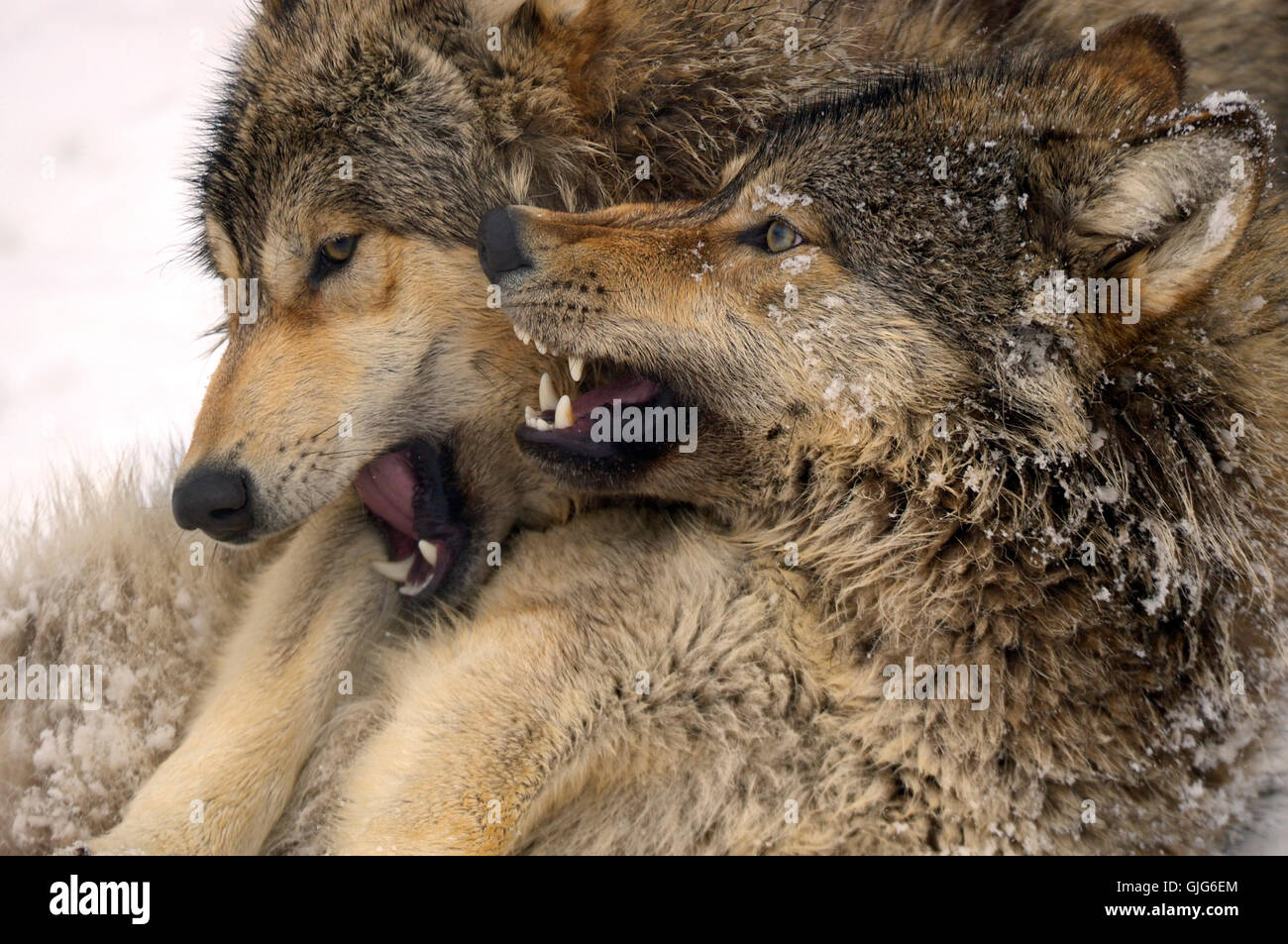 Wolves Fighting High Resolution Stock Photography and Images - Alamy