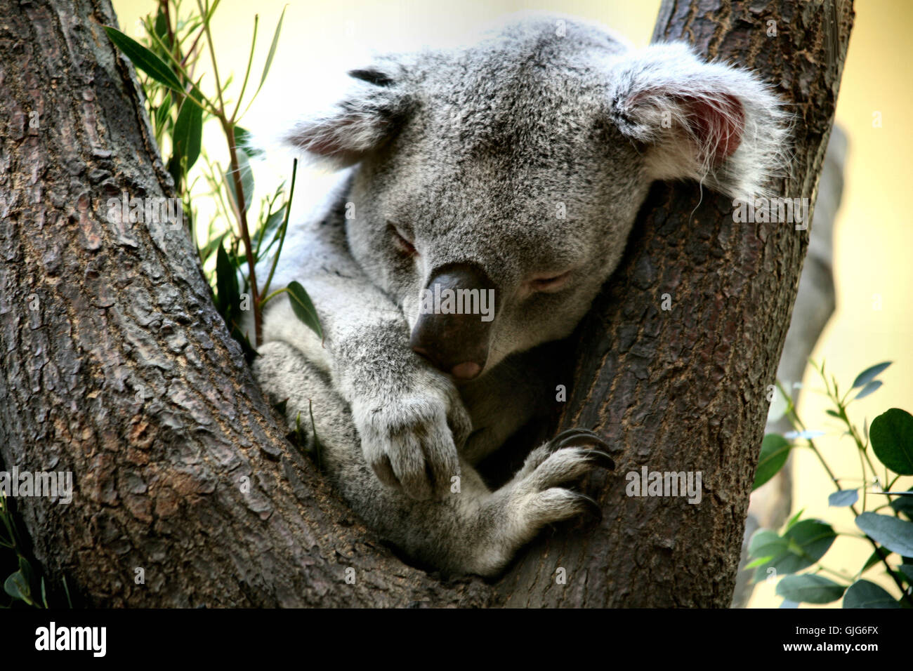 i am sooo tired Stock Photo - Alamy