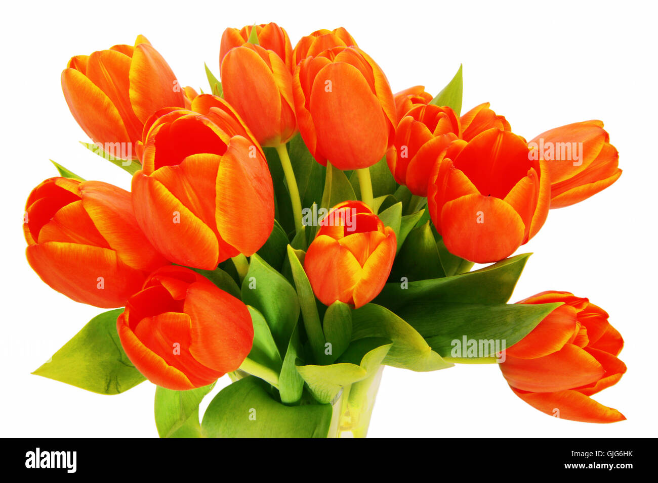 colour flower flowers Stock Photo - Alamy