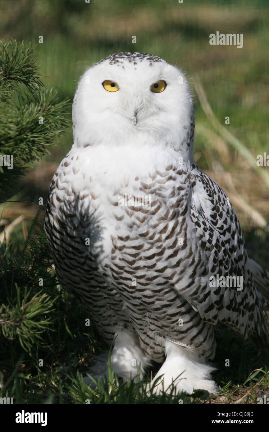 Barn owls snow hi-res stock photography and images - Alamy