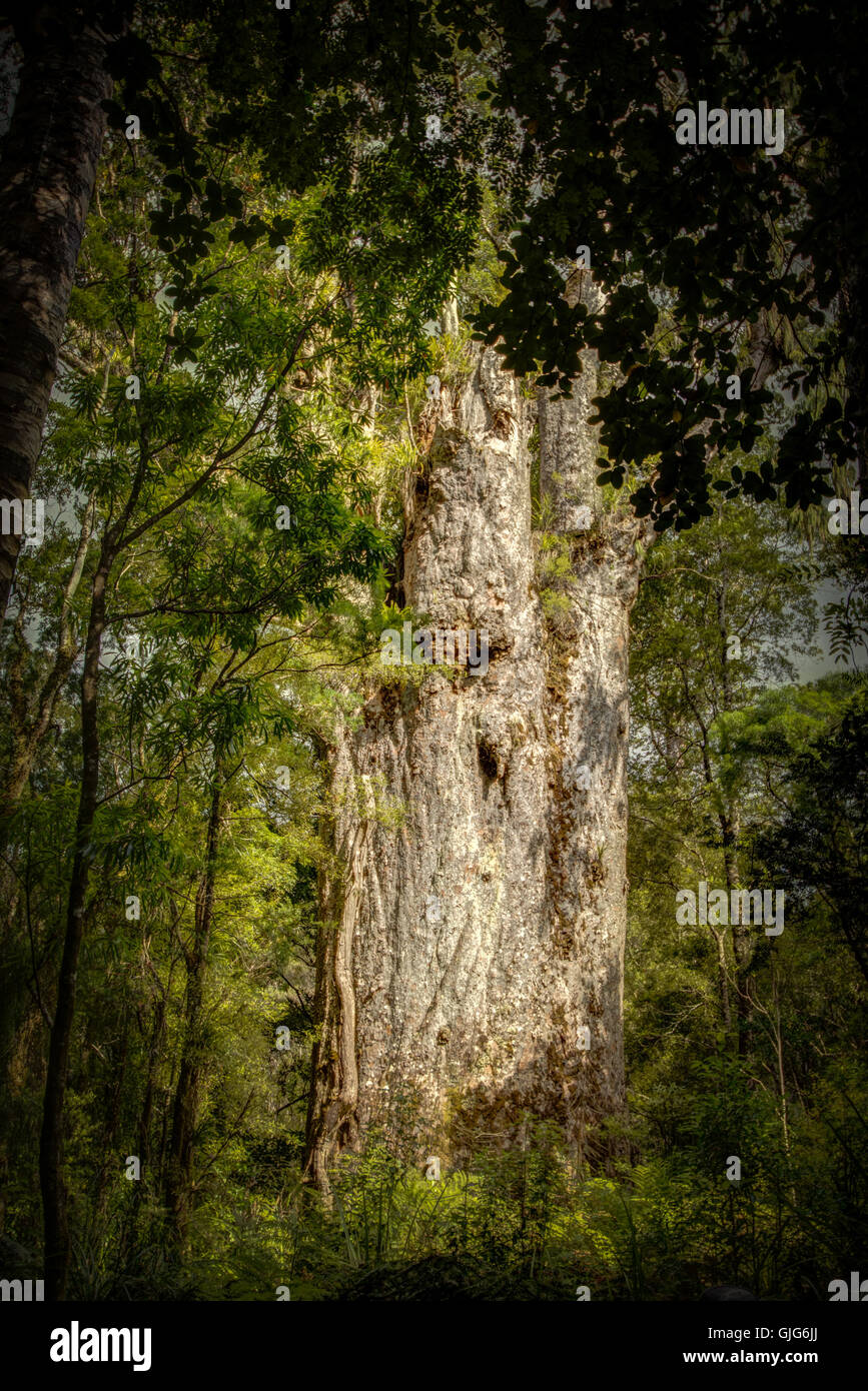 Tane Mahuta, the lord of the forest: one of the largest Kauri trees in ...