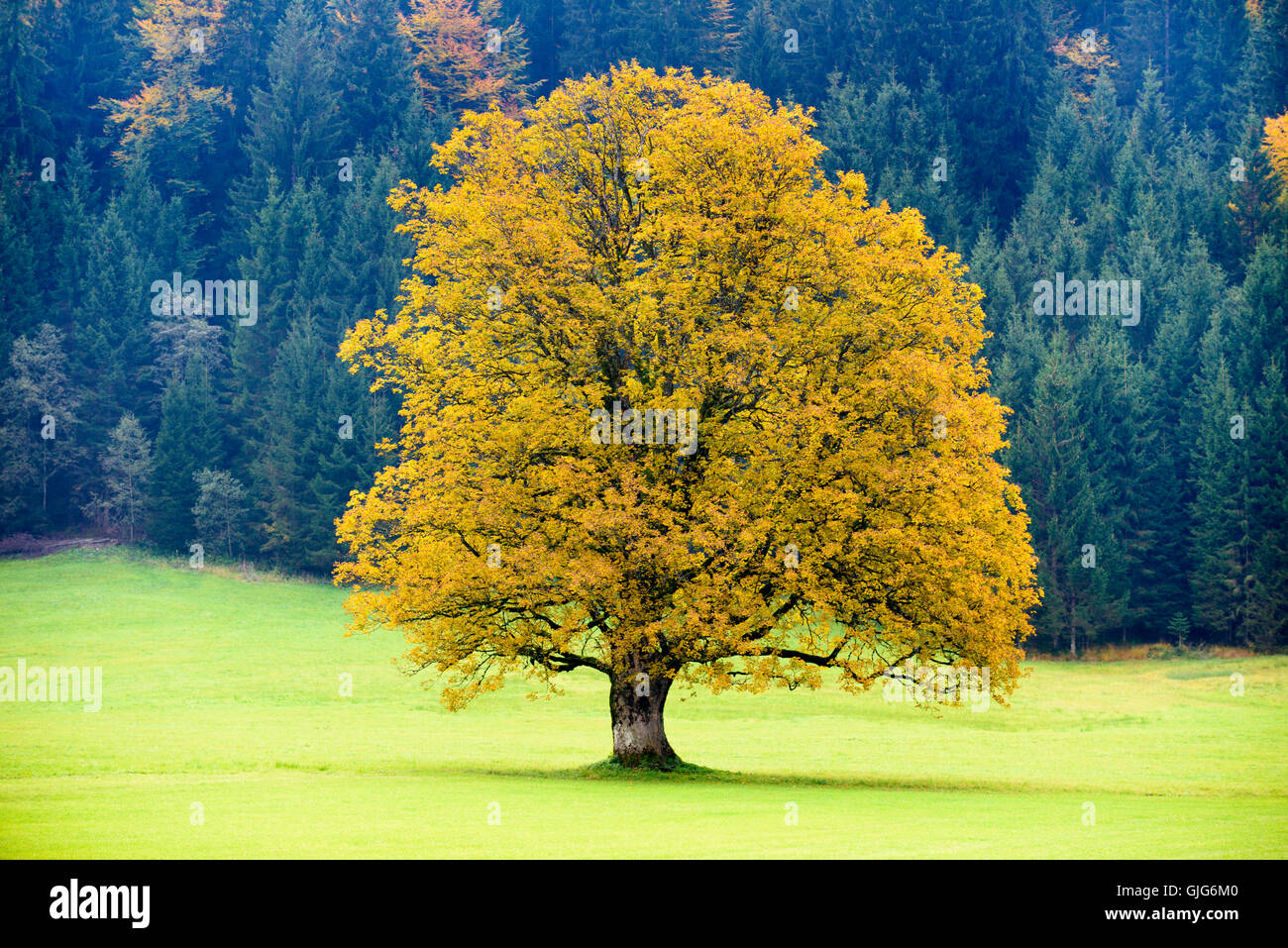Beautiful landscape single tree hi-res stock photography and images - Alamy