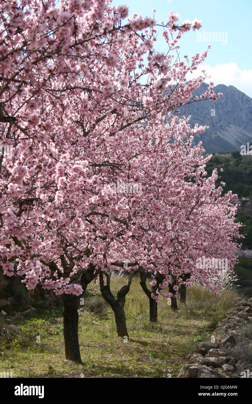 tree bloom blossom Stock Photo - Alamy